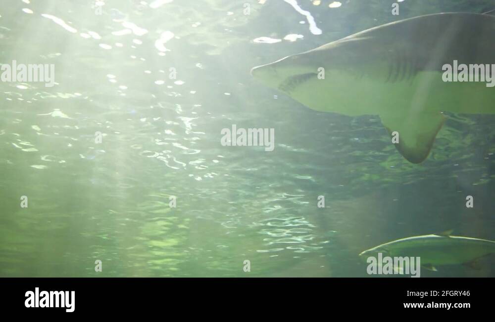 Sea fish danger Stock Videos & Footage - HD and 4K Video Clips - Alamy