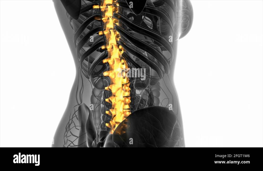SPINE bone skeleton x-ray scan Stock Video Footage - Alamy