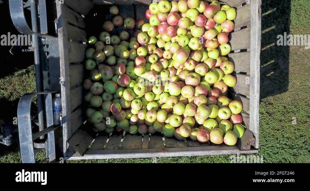 Bin of apples Stock Videos & Footage - HD and 4K Video Clips - Alamy