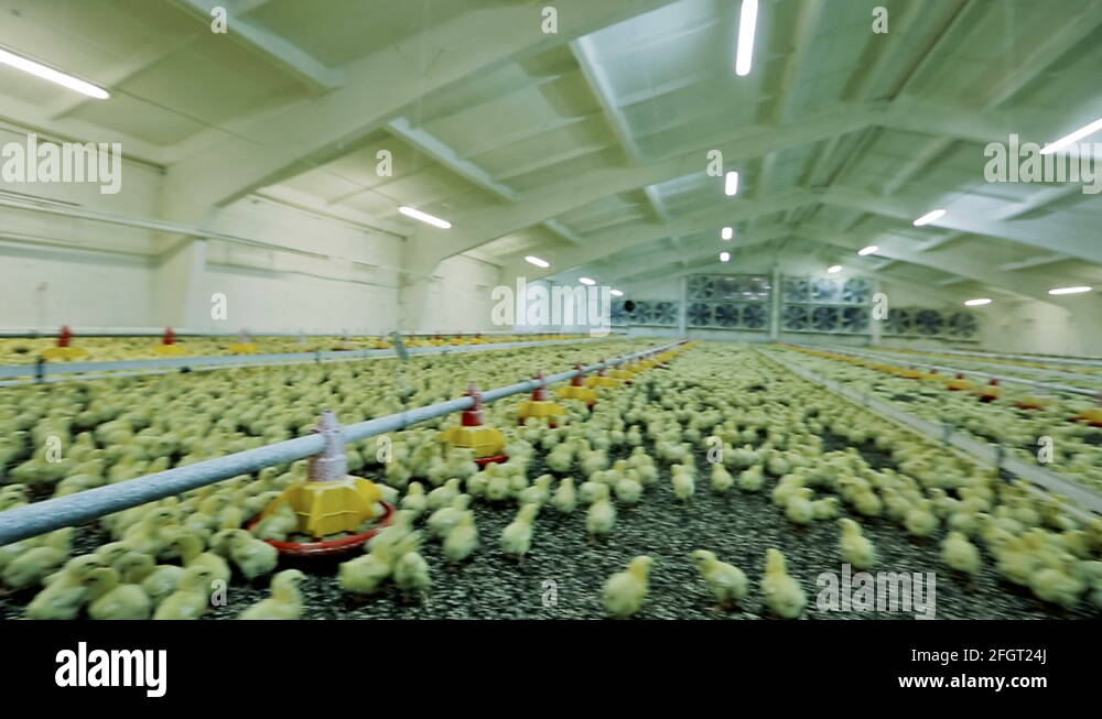 Rearing poultry Stock Videos & Footage - HD and 4K Video Clips - Alamy