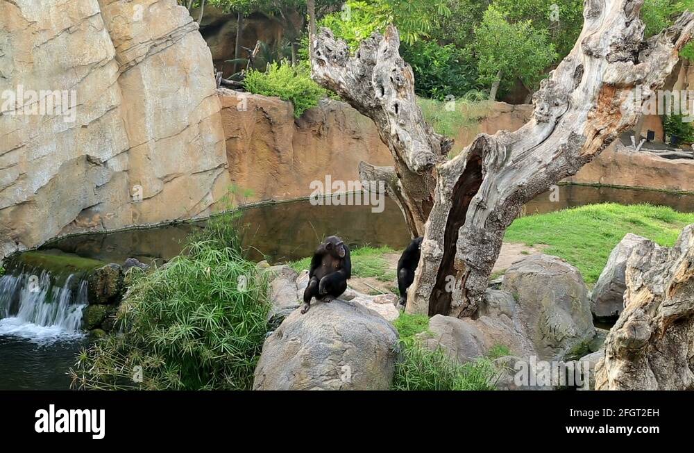 Chimpanzee family Stock Videos & Footage - HD and 4K Video Clips - Alamy