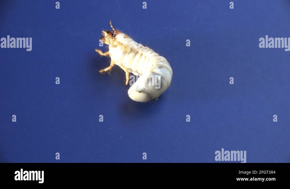 Insect macro 4k: Larva third instars of may June beetle on a blue ...