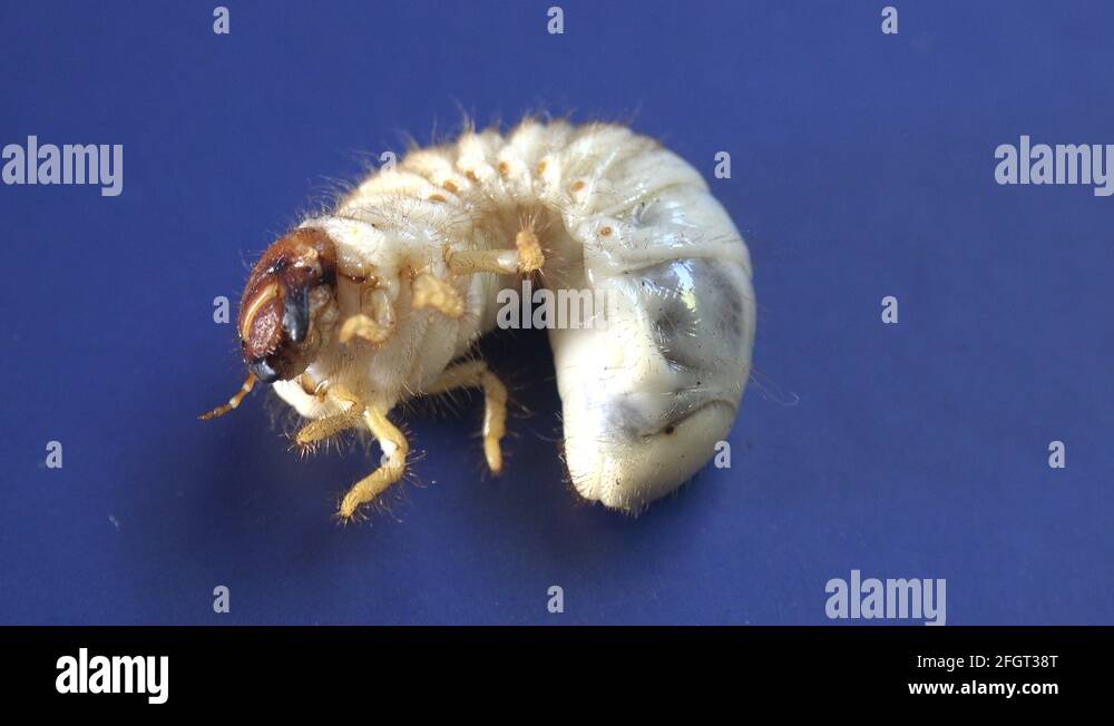 Insect macro 4k: Larva third instars of may June beetle on a blue ...