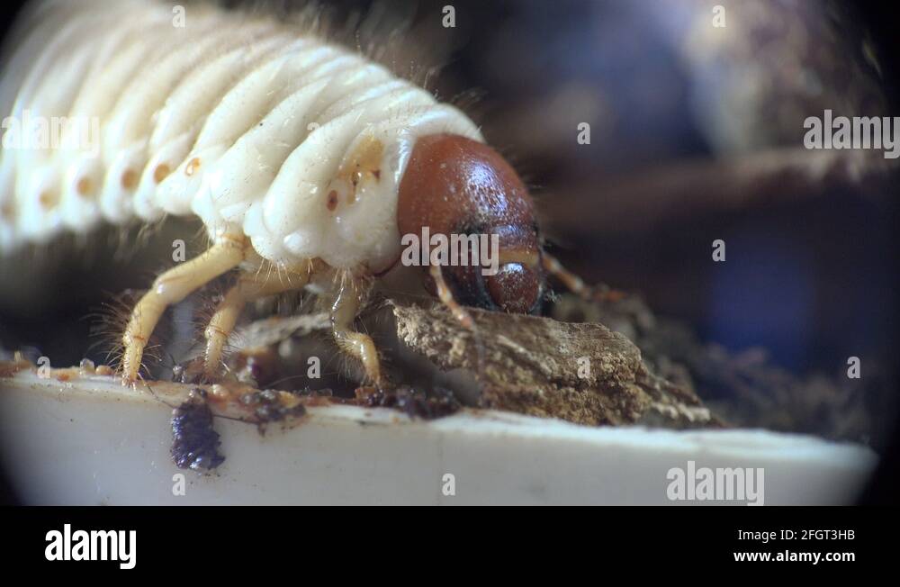 Insect macro 4k: Larvae white third instar of may beetle in ground ...