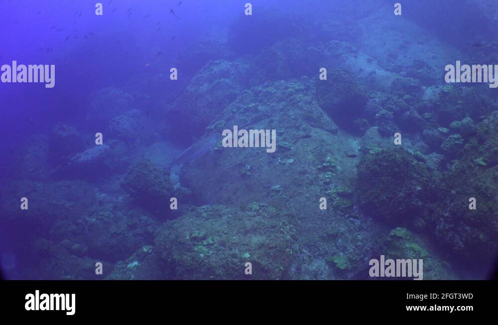 Underwater pinnacles Stock Videos & Footage - HD and 4K Video Clips - Alamy