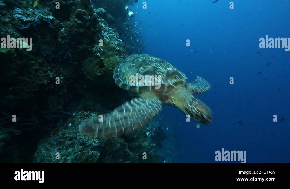 Green sea turtle swims past scuba diver along vertical reef wall Stock ...