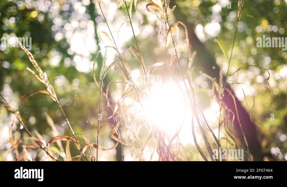 Jungle grass Stock Videos & Footage - HD and 4K Video Clips - Alamy
