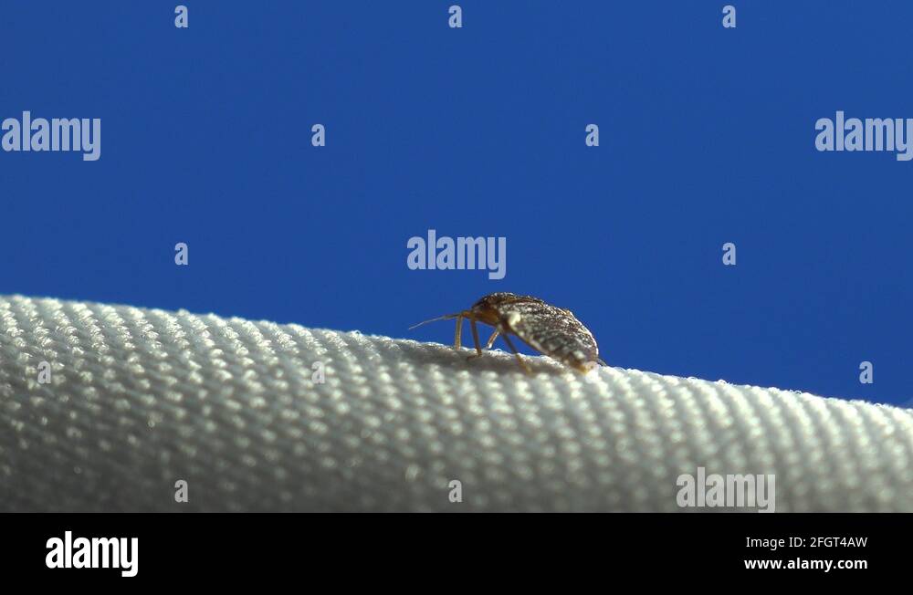 Insect macro 4k: Common bedbug parasite on sheet in bed at night Stock ...