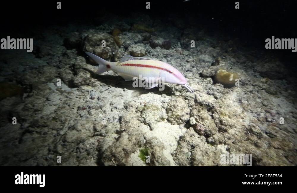 Dot and dash goatfish Stock Videos & Footage - HD and 4K Video Clips ...