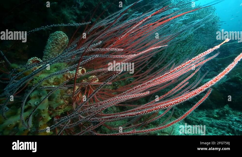 Red sea whip coral Stock Videos & Footage - HD and 4K Video Clips - Alamy