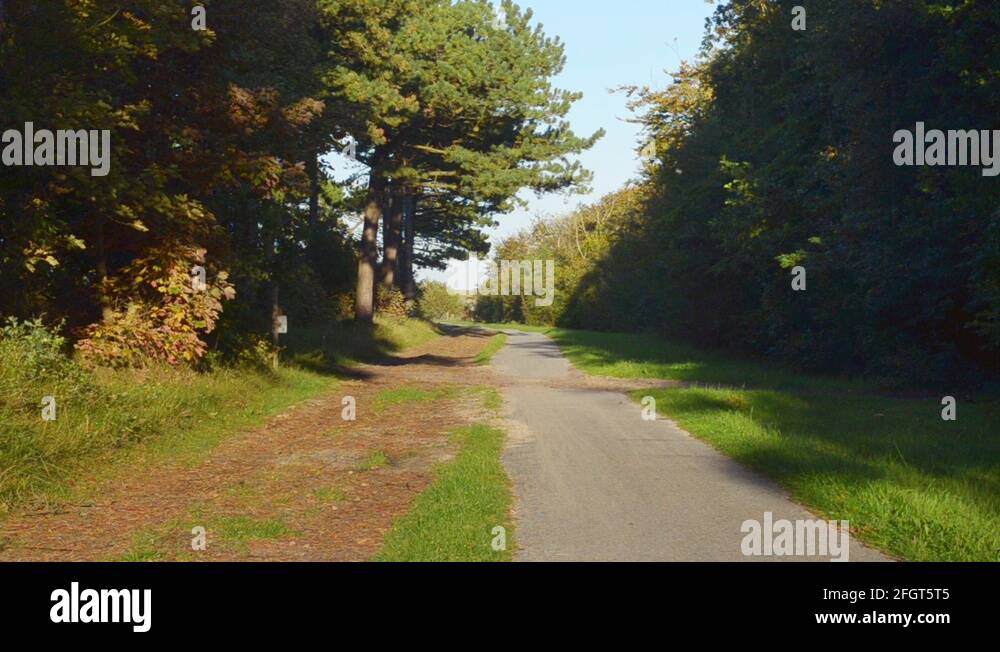 Side forest Stock Videos & Footage - HD and 4K Video Clips - Alamy