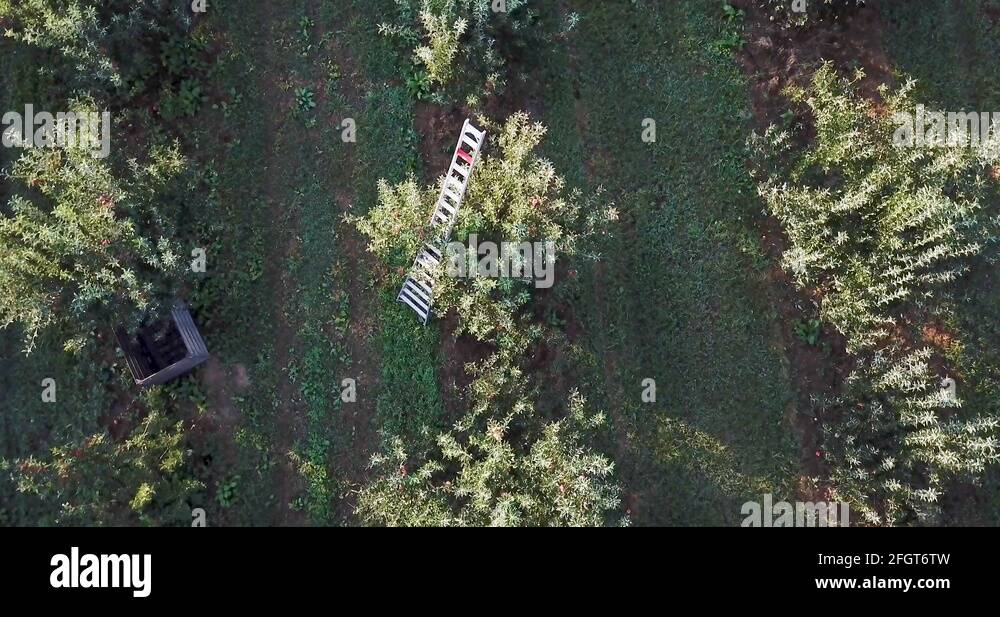 Propped up against tree Stock Videos & Footage - HD and 4K Video Clips ...