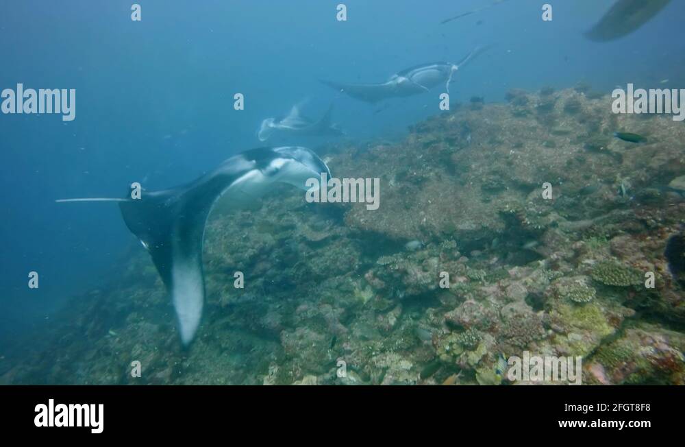 Flying manta Stock Videos & Footage - HD and 4K Video Clips - Alamy