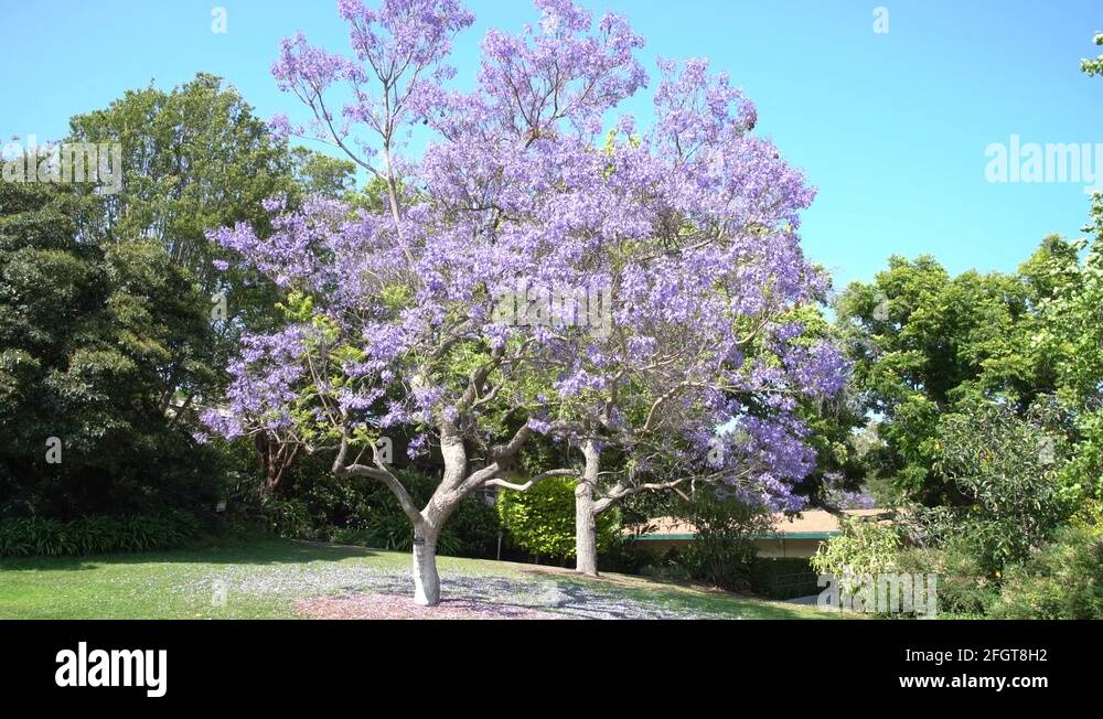 Jacaranda trees Stock Videos & Footage - HD and 4K Video Clips - Alamy