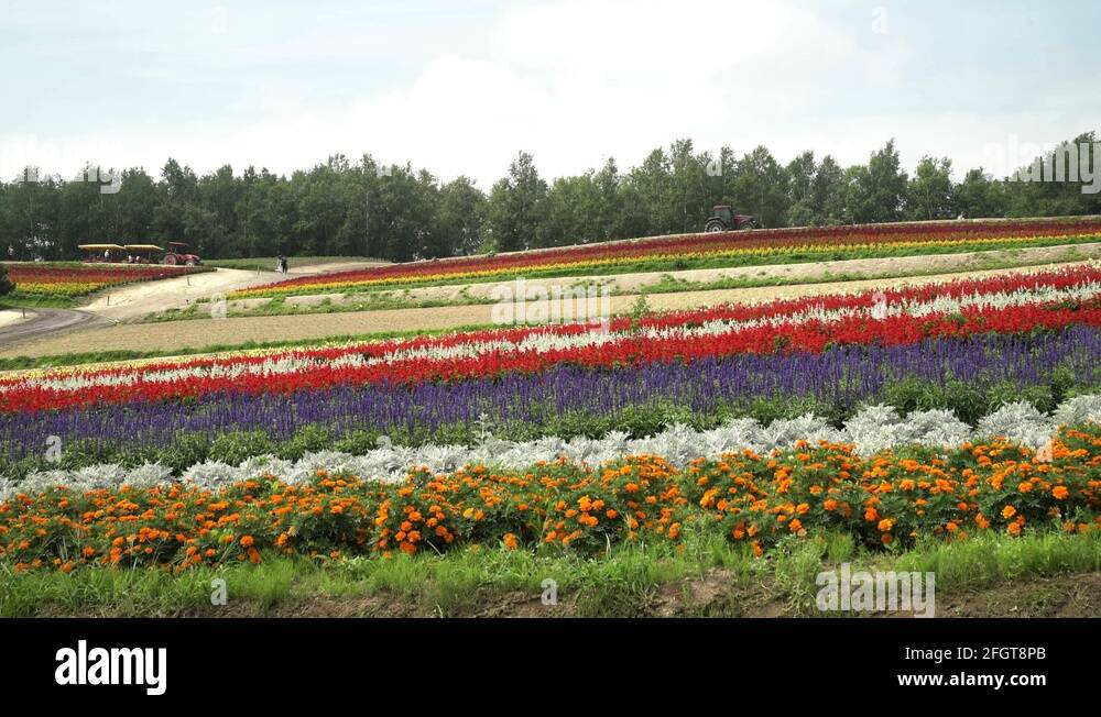 Panoramic flower gardens Stock Videos & Footage - HD and 4K Video Clips ...