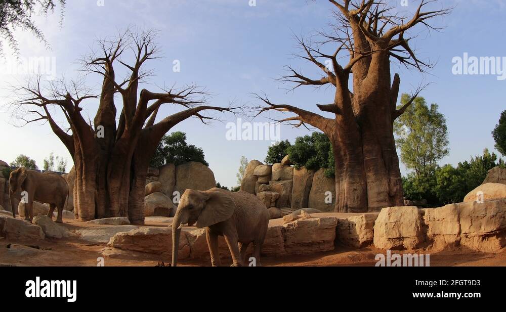 Elephant ecosystem Stock Videos & Footage - HD and 4K Video Clips - Alamy