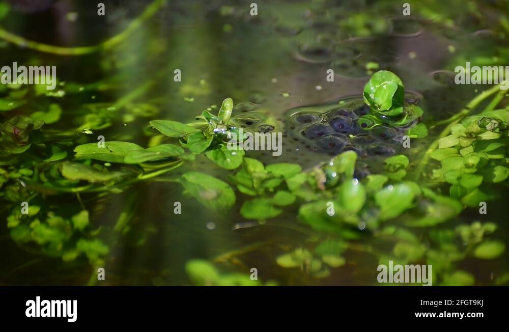 Frog spawn Stock Videos & Footage - HD and 4K Video Clips - Alamy