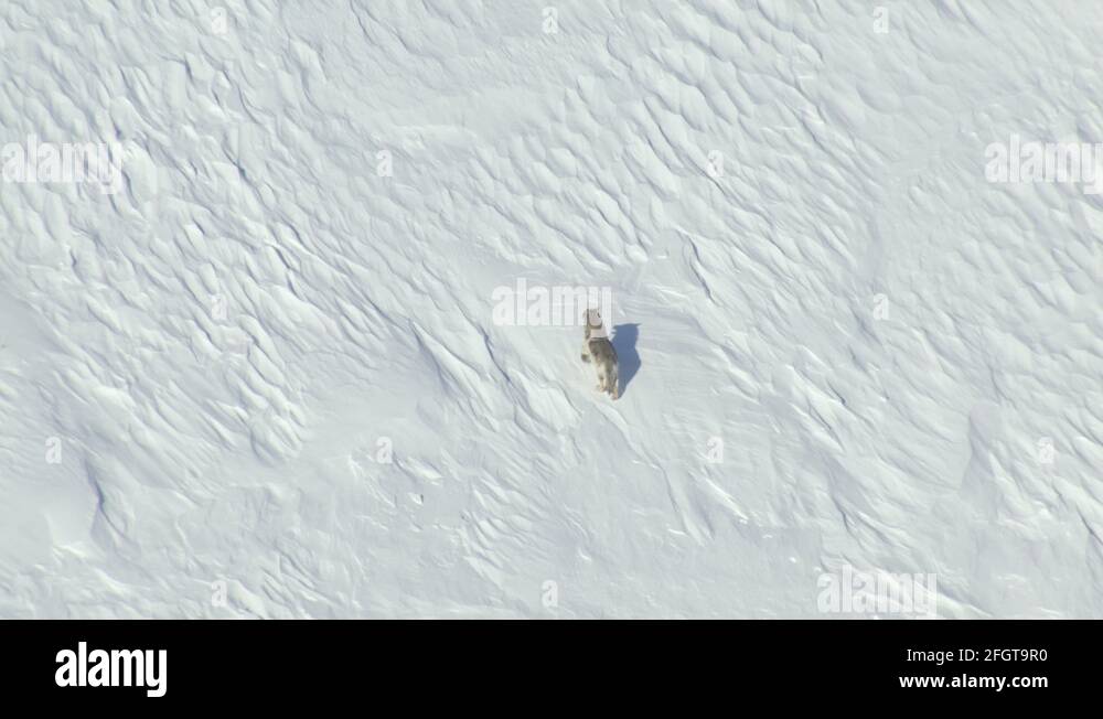 Alaska wolf pack Stock Videos & Footage - HD and 4K Video Clips - Alamy