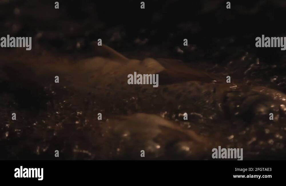 Beautiful cooked fish Stock Videos & Footage - HD and 4K Video Clips ...