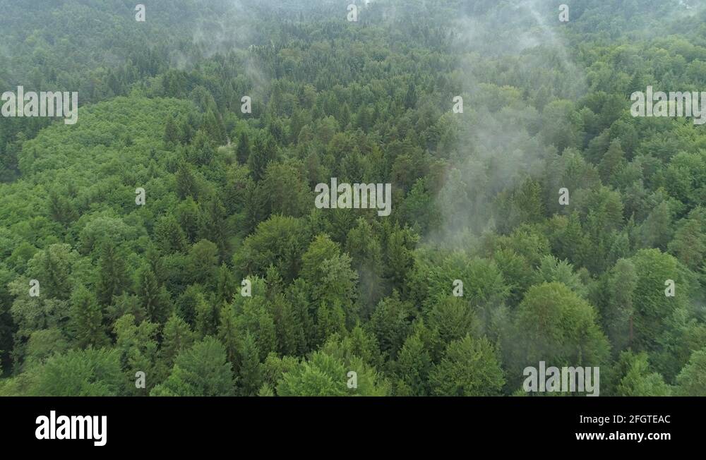 Fog rising from lush forest Stock Videos & Footage - HD and 4K Video ...