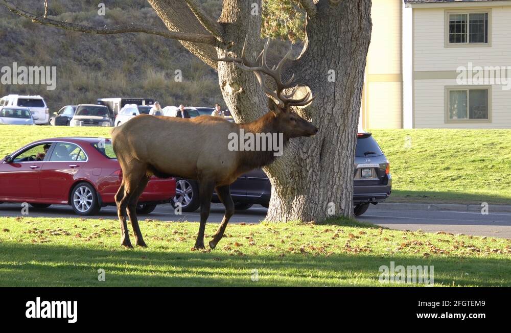Elk moving Stock Videos & Footage - HD and 4K Video Clips - Alamy