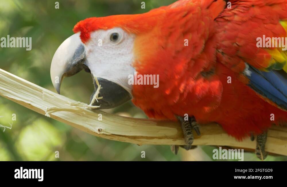 Scarlet macaw ara macao bird red parrot Stock Videos & Footage - HD and ...