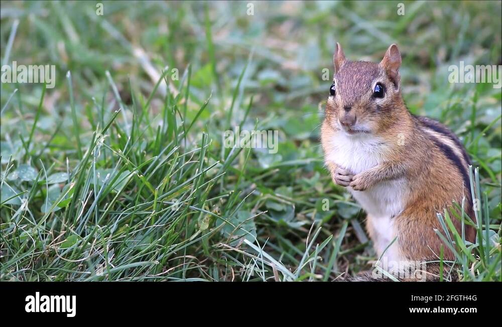 Chipmunk chubby cheeks Stock Videos & Footage - HD and 4K Video Clips - Alamy