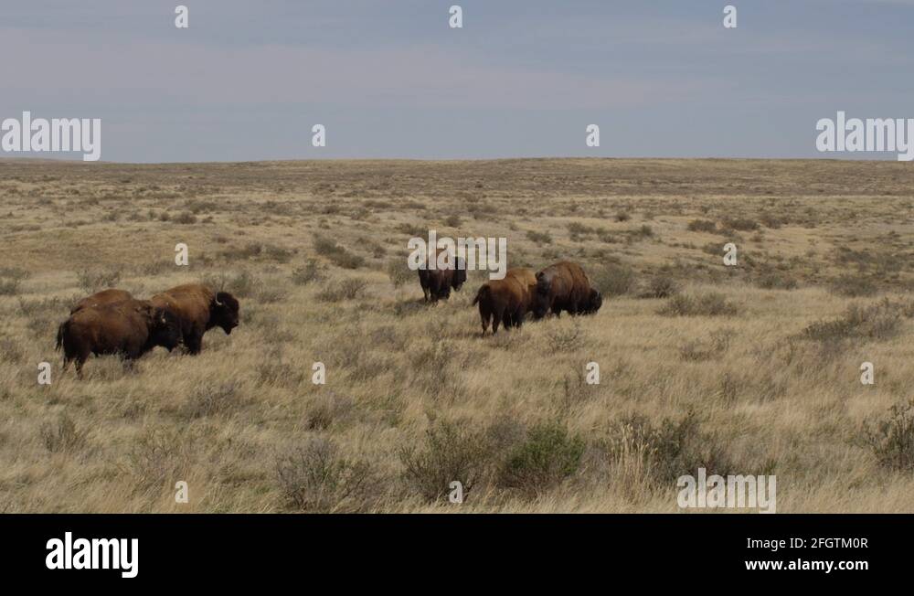 Pronghorn and bison Stock Videos & Footage - HD and 4K Video Clips - Alamy