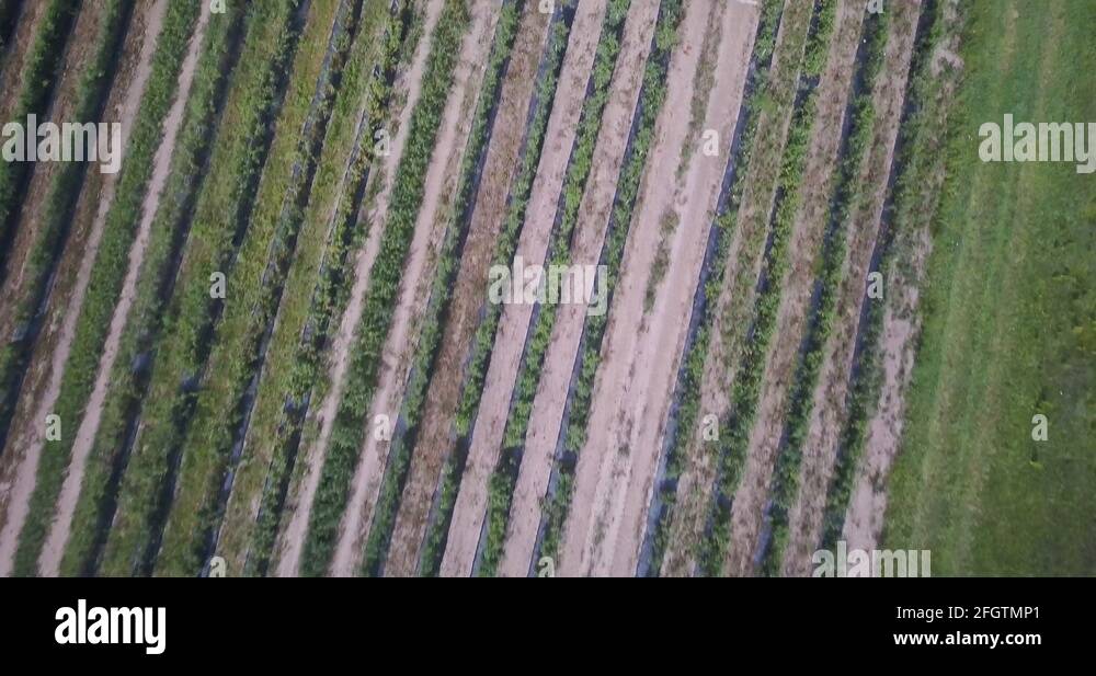 Fruit of the angles Stock Videos & Footage - HD and 4K Video Clips - Alamy