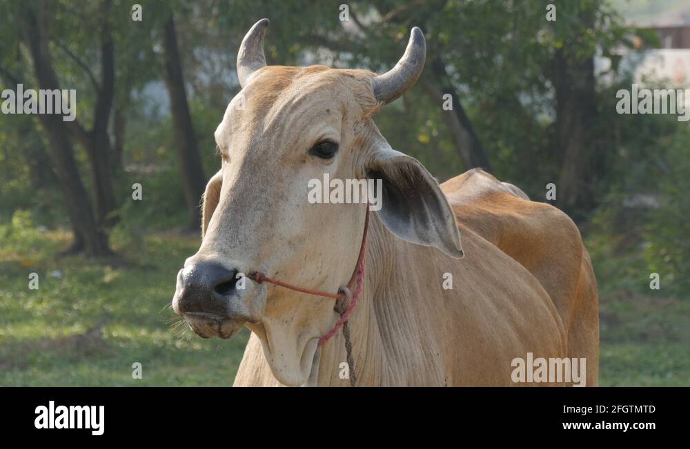 Southeast asian cow Stock Videos & Footage - HD and 4K Video Clips - Alamy
