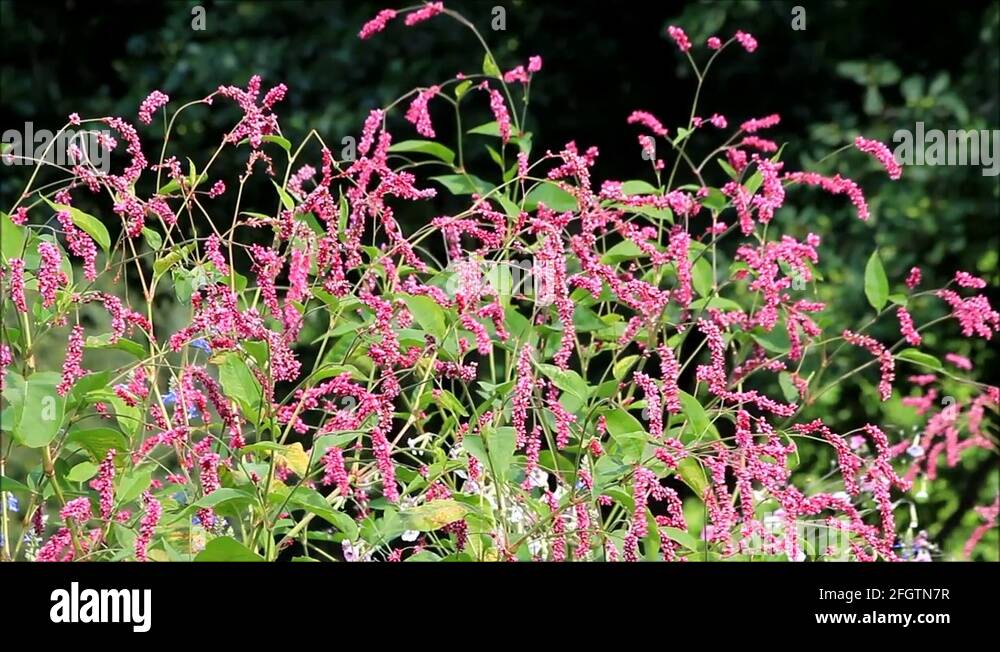 Oriental knotweed (Persicaria orientalis syn. Polygonum orientale Stock ...