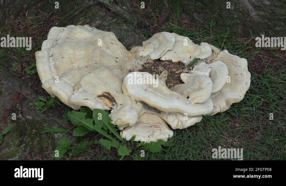 Berkeleys Stock Videos & Footage - HD and 4K Video Clips - Alamy