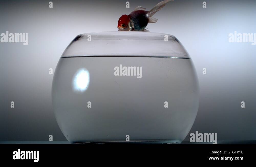 Bowl fish bowl Stock Videos & Footage - HD and 4K Video Clips - Alamy
