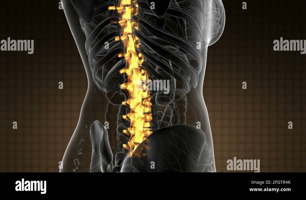 Anatomy back bones Stock Videos & Footage - HD and 4K Video Clips - Alamy