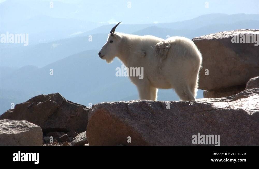 Male alpine goat Stock Videos & Footage - HD and 4K Video Clips - Alamy