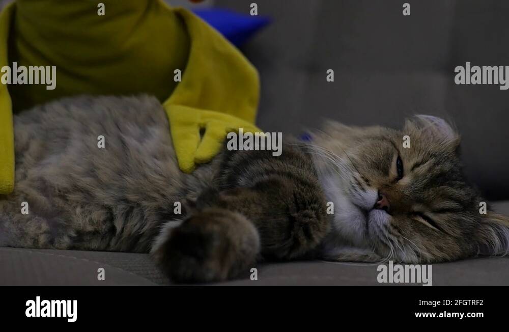 Bossy cat Stock Videos & Footage - HD and 4K Video Clips - Alamy