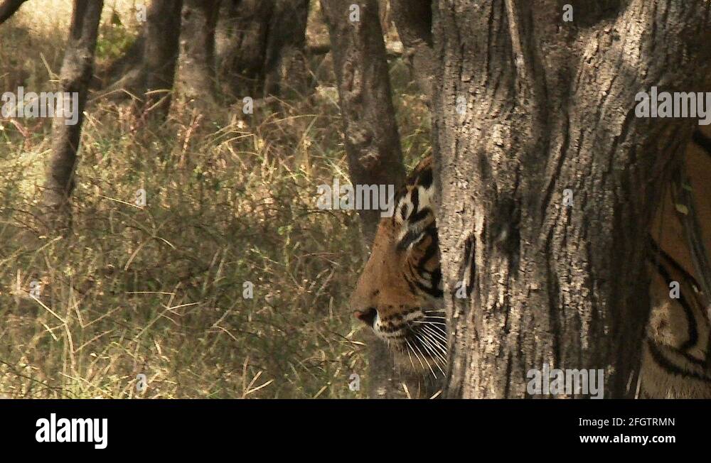 Tiger in trees Stock Videos & Footage - HD and 4K Video Clips - Alamy