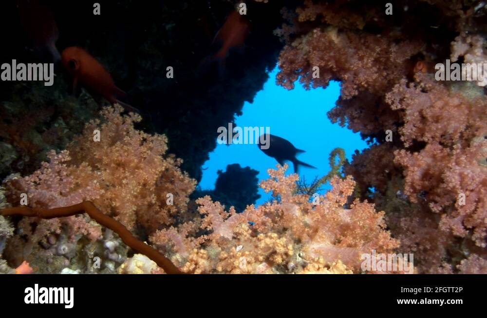 School of perch fish grouper underwater on background of coral in ...