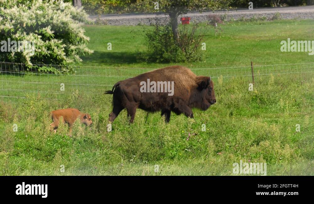 Cow driving car Stock Videos & Footage - HD and 4K Video Clips - Alamy