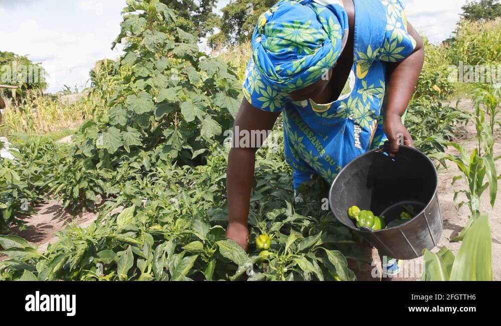 Farmer africa harvest Stock Videos & Footage - HD and 4K Video Clips ...