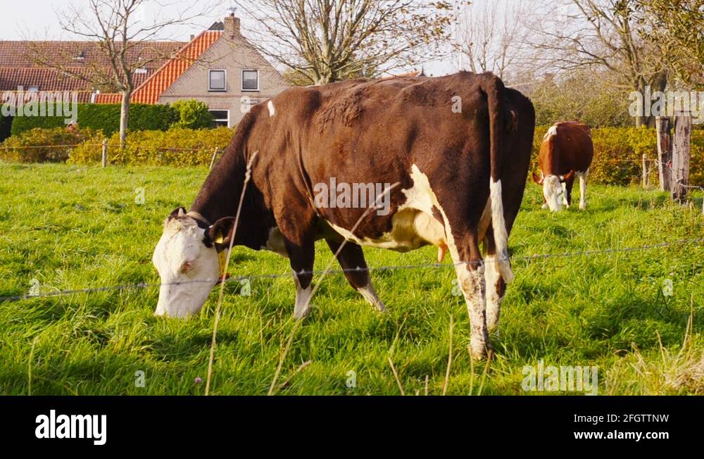 Electronic identification Stock Videos & Footage - HD and 4K Video ...