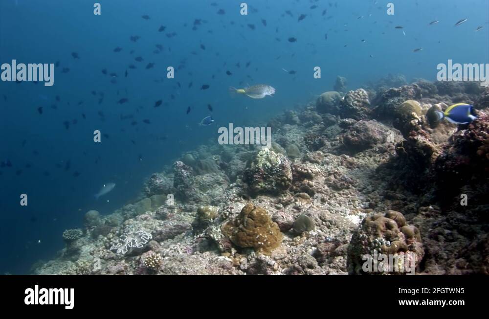 Pufferfishe Kugelfische Tetrodons fish underwater on amazing seabed in ...