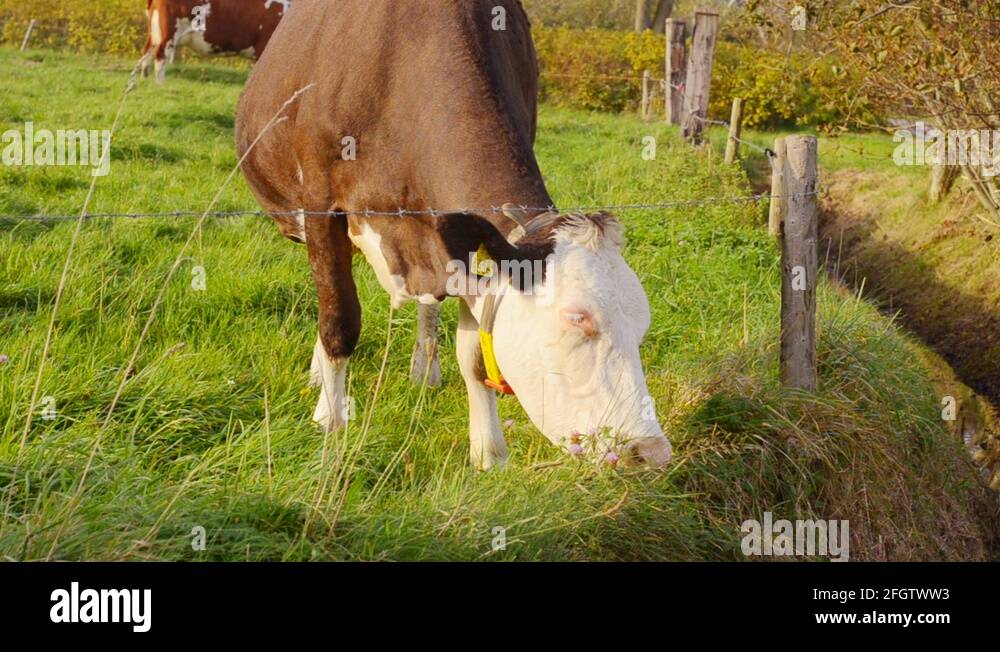 Cow clover Stock Videos & Footage - HD and 4K Video Clips - Alamy