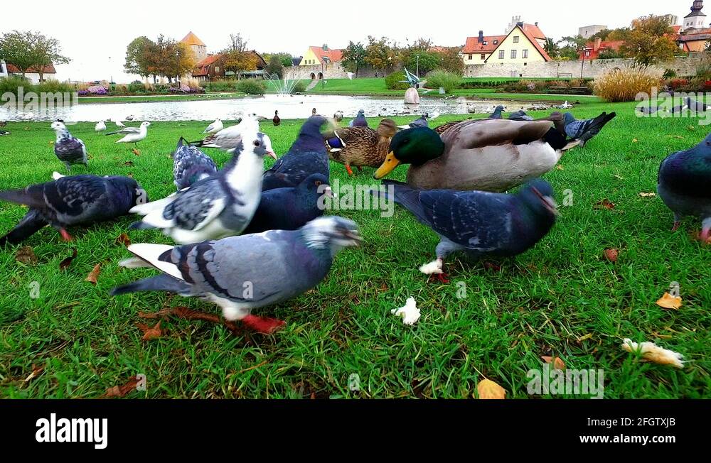 Breed dove Stock Videos & Footage - HD and 4K Video Clips - Alamy