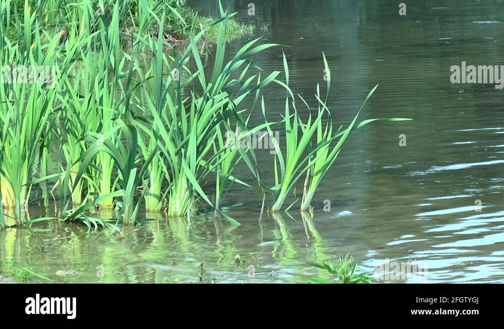 Tall water reed Stock Videos & Footage - HD and 4K Video Clips - Alamy