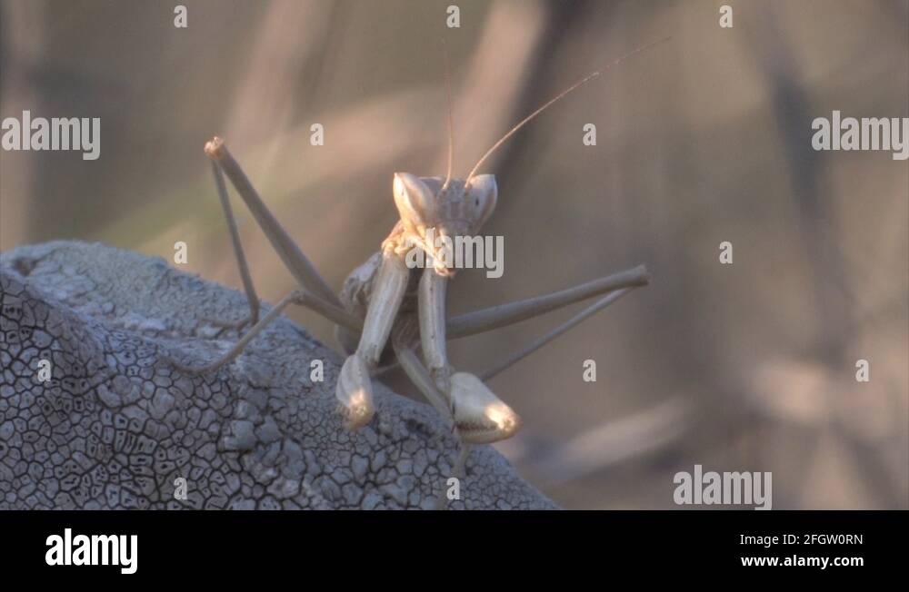 Praying mantis africa Stock Videos & Footage - HD and 4K Video Clips ...