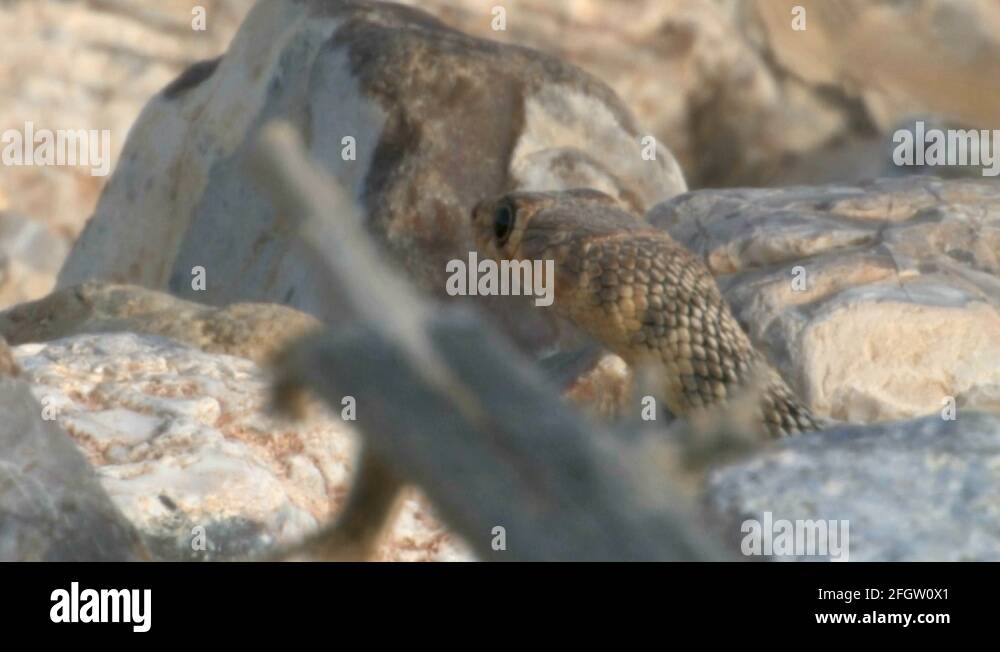 Desert snake sidewinder Stock Videos & Footage - HD and 4K Video Clips ...