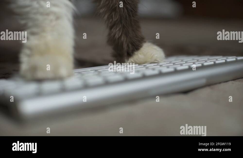 Cat typing Stock Videos & Footage - HD and 4K Video Clips - Alamy