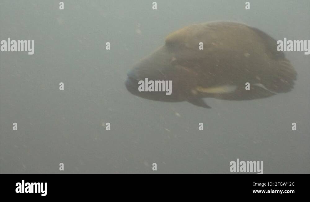 Napoleon fish wrasse underwater natural aquarium of sea and ocean in ...
