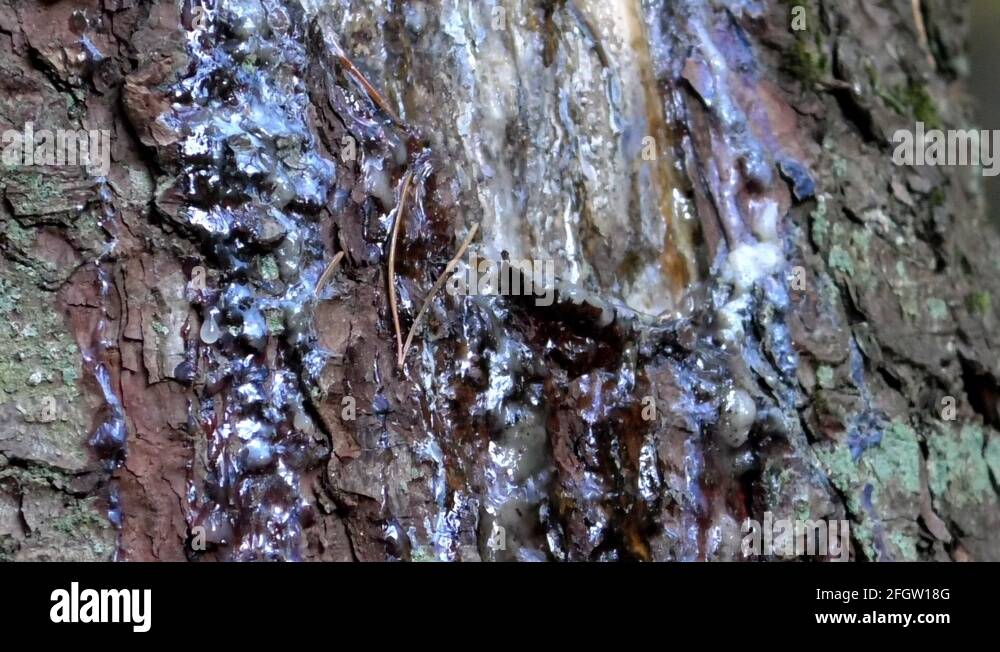Injured tree Stock Videos & Footage - HD and 4K Video Clips - Alamy